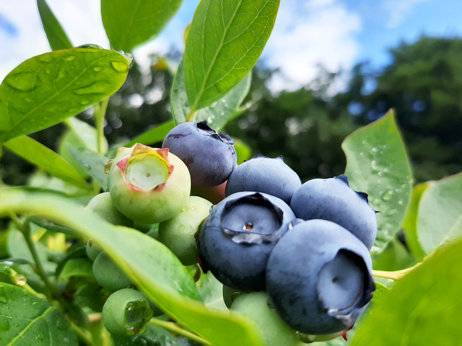 Borovnice - Authentic Berry - Borovnice - Početna